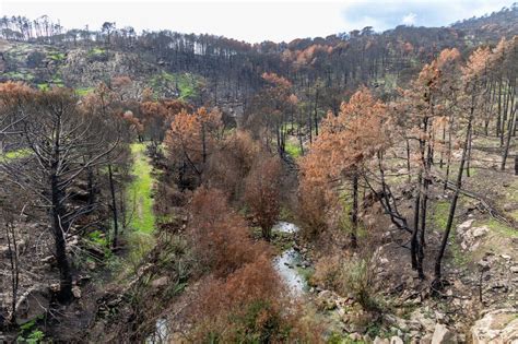 Incendios Forestales Causas Y Cómo Prevenirlos Ecólatras