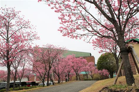 キャンパス内 桜の開花状況3 20 NEWS TOPICS 高知工科大学