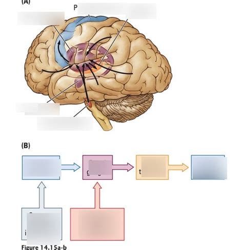 Diagram Of Implicit Memory Quizlet