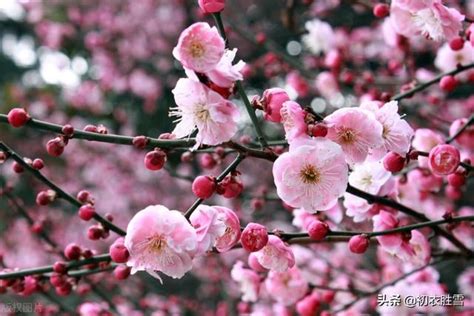 報春梅花詩詞六則人間何物報春華有梅花 每日頭條