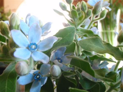 Oxypetalum Pure Blue