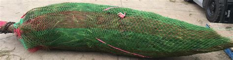 Christmas Tree Netting Services From 5 Aud Dural Christmas Tree Farm