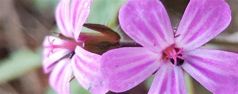 Herb Robert Diverse Gardens