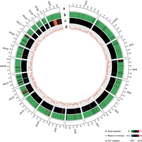 Construction Of The Chromosome Level Genome Of The Giant Panda Through