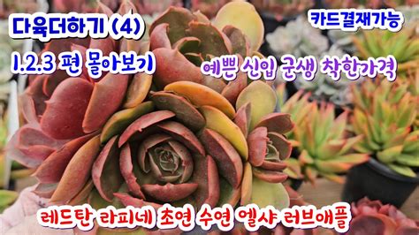 다육더하기 4 123편 새로 입고 다육이들 착한 가격으로 몰아보기 수연 핑크플로라 라피네 Youtube