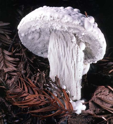 California Fungi Hypomyces Chrysospermus