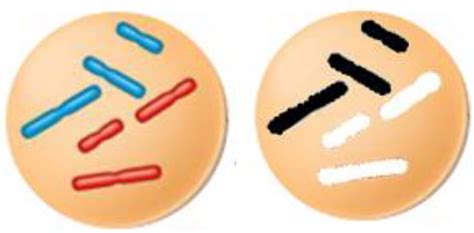 Unit 9 Meiosis And Mendelian Genetics Science Math Help Center