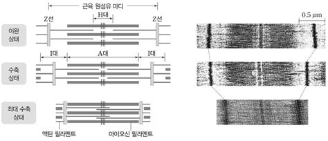 미래엔 엠티처