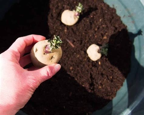 Germinación de papas en casa Aprende cómo cultivar tus propias patatas