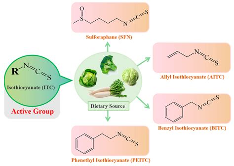 Dietary Isothiocyanates Encyclopedia Mdpi