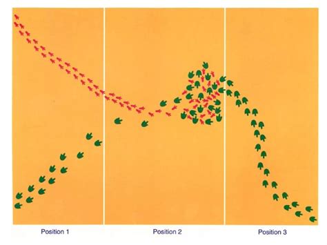 Evolution And Adaptation Odp Biological Sciences Science