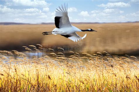 Flying Red Crowned Cranes Stock Image Image Of China 285905595