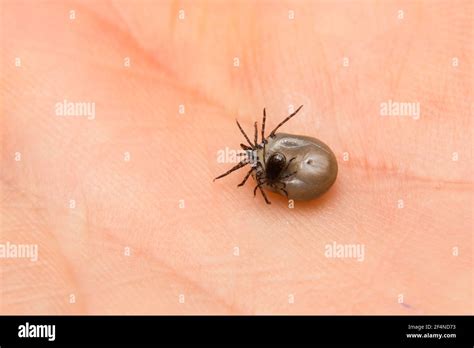 Close Up Photo Of A Tick Couple Male And Female On Human Skin Stock Photo Alamy