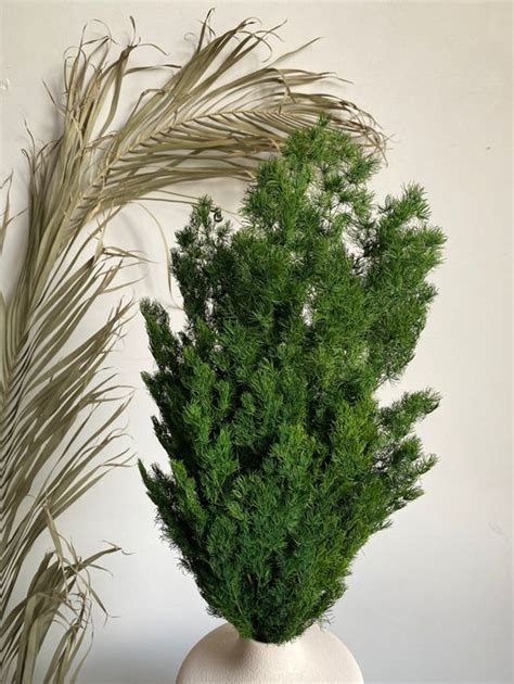 Стабилизированные цветы и зелень – купить в магазине | Dried Flowers Moscow