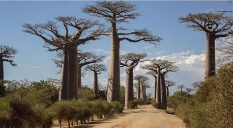 Scientists Solve Mystery Of Ancient Tree Of Life Lesotho