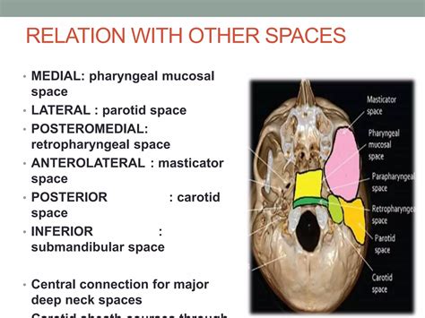 Deep Neck Spaces And Surgical Anatomy Pptx