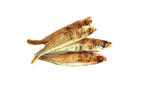 Are Pilchards Good For Dogs Pet Help Reviews Uk