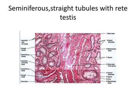Histology Of Male Reproductive Histology Ppt PDF Infertility Reproductive Health