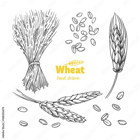 Wheat Hand Drawn Illustration Stock Vector Adobe Stock