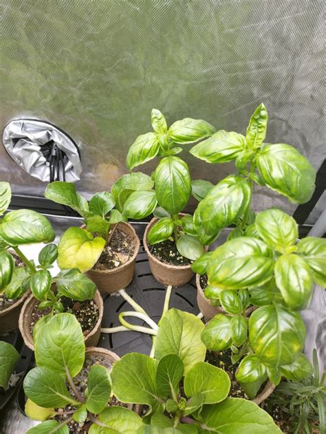 Something Go Worng R Houseplants