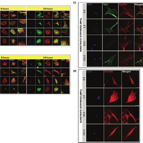Localization And Maturation Of Focal Adhesions Actin Cytoskeleton In