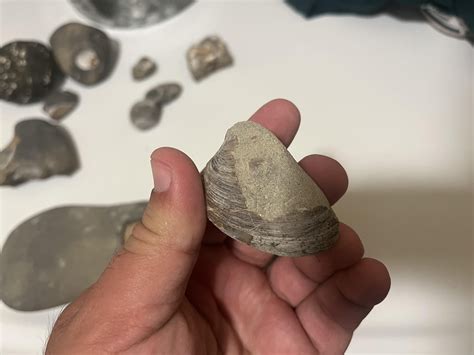 Some Fossilized Shells I Found On A Beach Rfossils