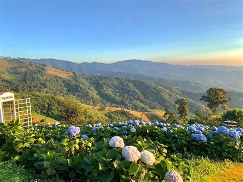 ไฮเดรนเยียซัง ทุ่งดอกไฮเดรนเยียบนยอดเขา มุมถ่ายรูปสวยปังแห่งใหม่ เชียงราย