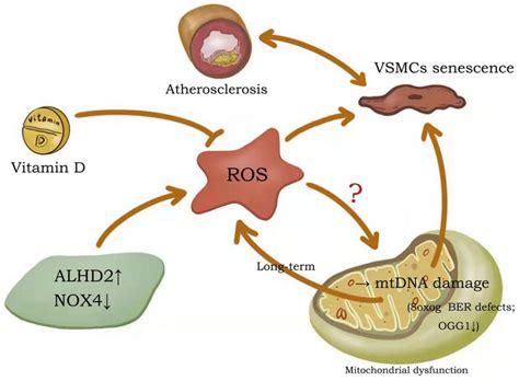Crosstalk Between Autophagy Senescence And Apoptosis In Vsmcs
