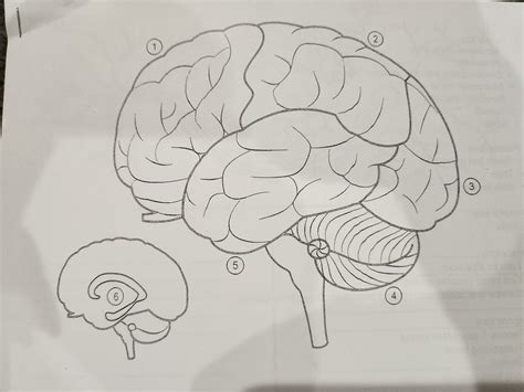 Brain Diagram Quizlet
