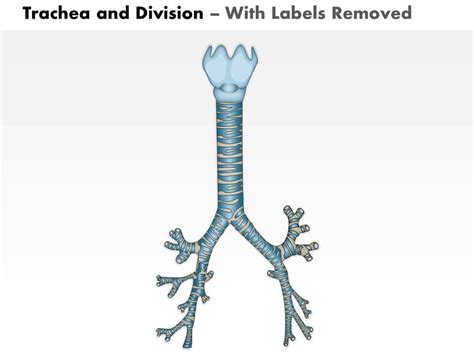 Trachea Diagram Quizlet