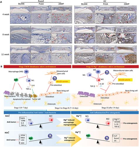 Histological Staining And Timesequential Functional Mechanism Of