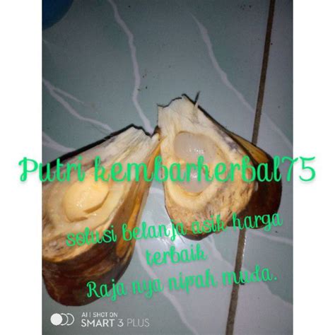 jual buah nipah dahon yg muda siap komsumsi 1kg cangkangan shopee