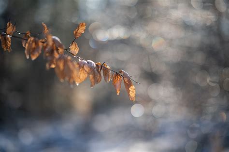 Sony FE Mm GM Bokeh Comp Phillipreeve Net