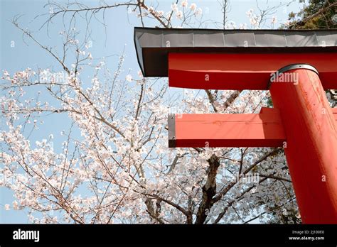 Torii Gate With Cherry Blossom At Himuro Shrine In Nara Japan Stock