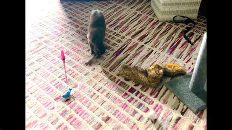 Cat Plays Her Toy Youtube