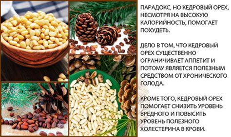 Кедровые орехи калорийность полезные свойства польза и вред