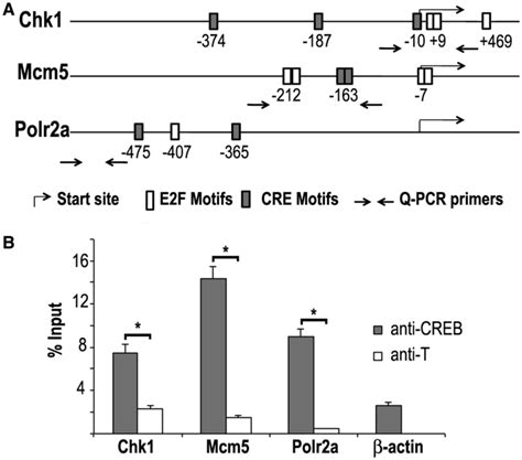creb is recruited to the promoter region of a subset of e2f2 target