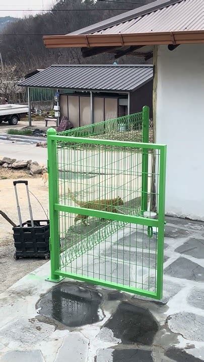 부르면 오는 찡찡이와 막동이 Cat 냥춘기 Cute 크림냥 고양이브이로그 고양이 고양이영상 Kitten 시골살이브이로그 Youtube