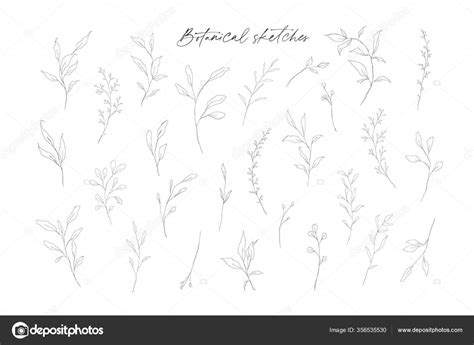 植物線画は白地に孤立した手描きの鉛筆画を残します 結婚式の招待状カードのための美術花のエレガントな繊細なグラフィッククリップ ベクターイラスト