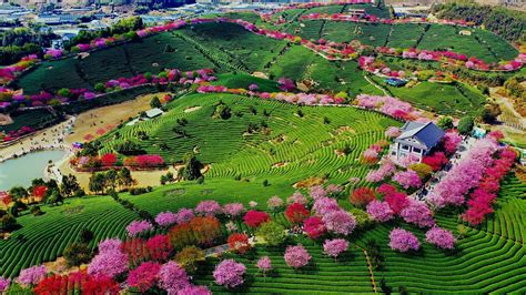 Cherry Blossoms Dazzle Tourists In Fujian Cn