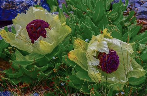 Миний булан