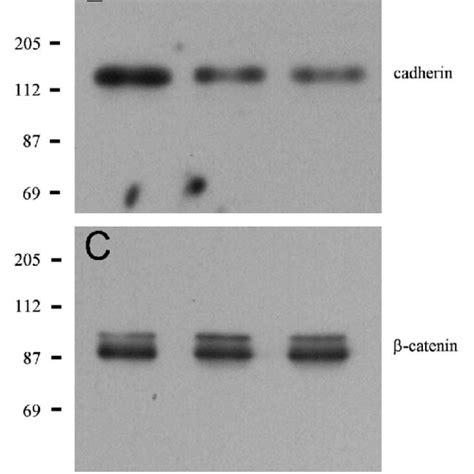 Western Blot Analysis Of The Expression Of Occludin A Cadherin B Download Scientific