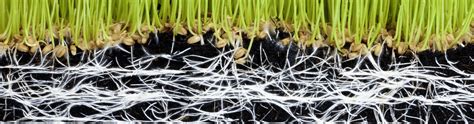 Unveiling The Hidden Power Of Mycorrhizal Associations Boosting Plant