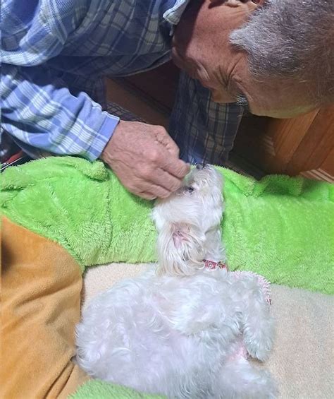 강아지 털 빠진다고 키우지 말라던 아빠의 어제자 모습 애니멀 플래닛