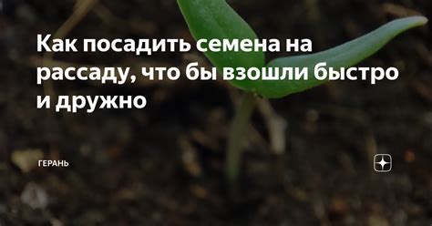 Как посадить семена на рассаду что бы взошли быстро и дружно Герань Дзен