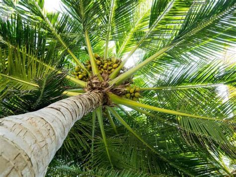 16 Exotic And Rare Difference Types Of Coconuts 2024