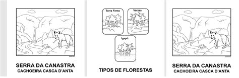 Imagens Colorir Biomas Do Brasil NerdProfessor