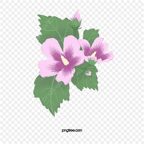 무궁화 일러스트 꽃다발 히비스커스 꽃 클립 아트 손으로 그린 히비스커스 꽃 Png 일러스트 및 Psd 이미지 무료 다운로드