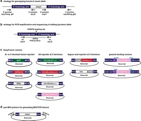 Schematic Overviews Of Genotyping Strategy Donor Vectors And Bio Pcr Download Scientific