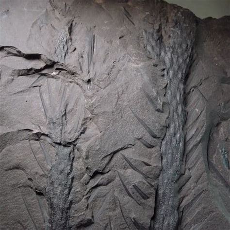 Stems Of A Giant Extinct Tree 300 Million Years Old Radstock Somerset